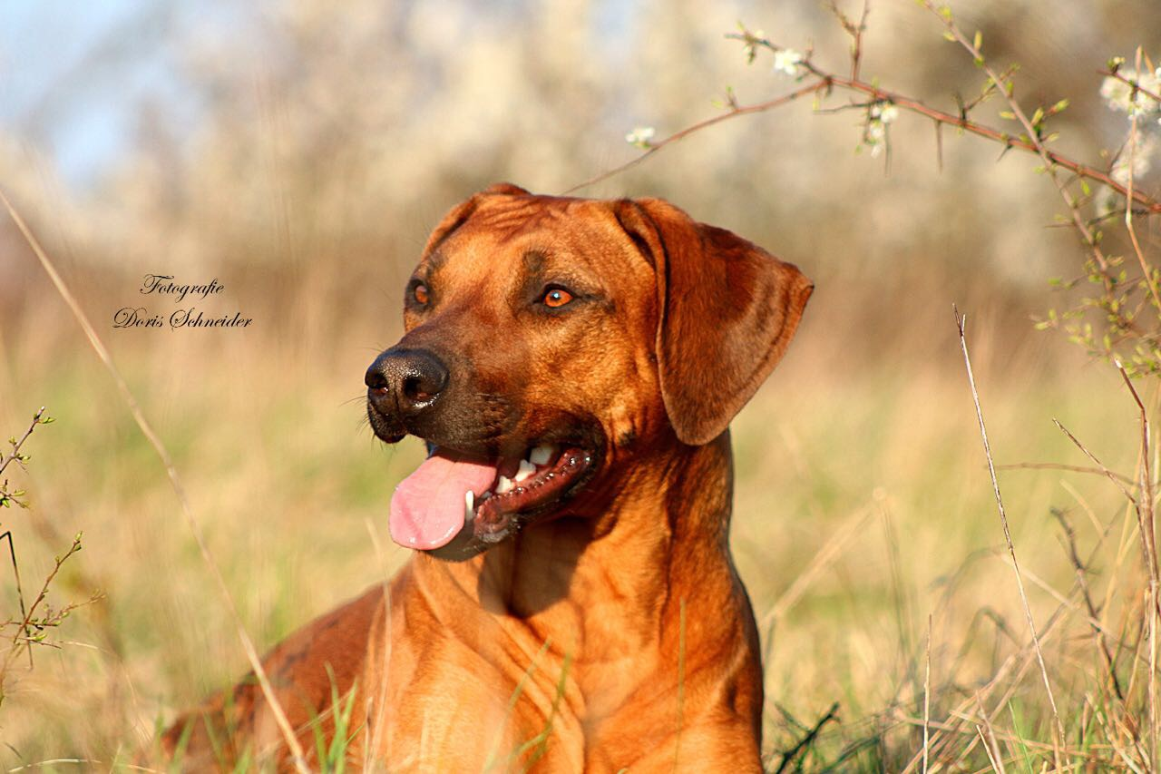 The Legendary Rhodesian Ridgeback – The Legendary Rhodesian Ridgebacks